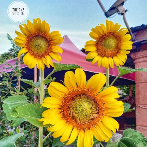 Biji Benih Bunga Matahari Besar/Giant Sunflower/ Velvet Queen | Shopee ...