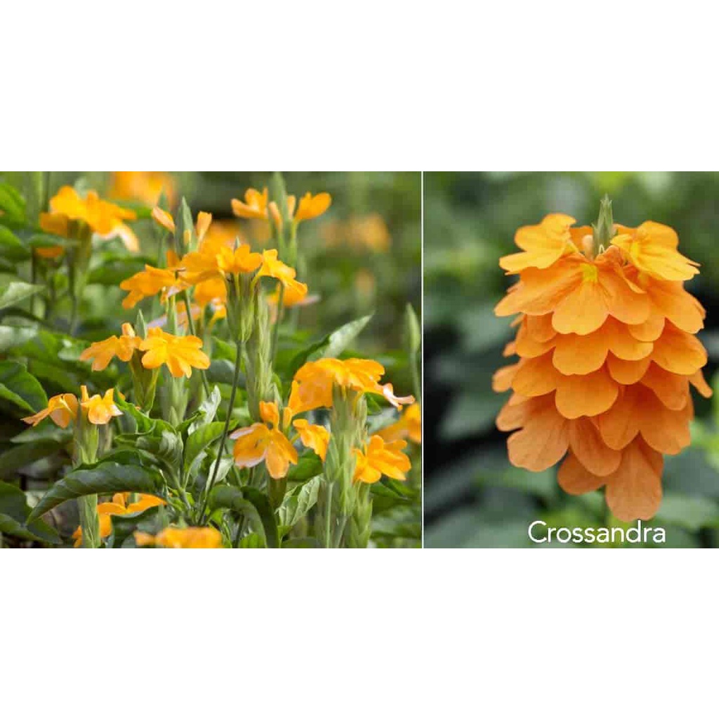 Crossandra Orange Plant / Crossandra Infundibuliformis/ Anak Pokok ...