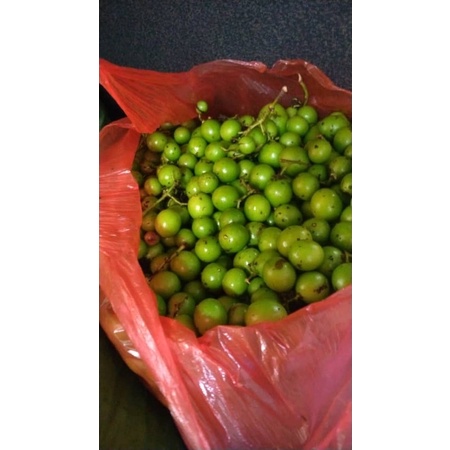 Buah Setar / Kundang Fresh Segar Dari Pokok | Shopee Malaysia