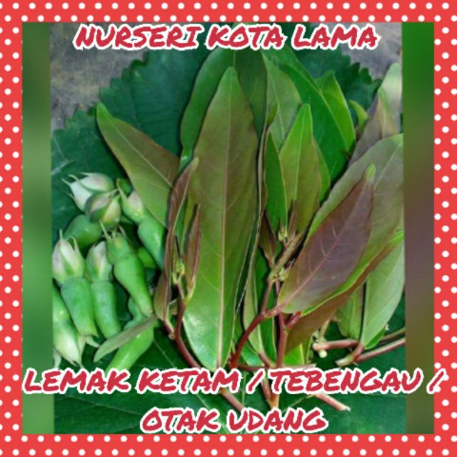 🔥ULAM🔥 POKOK LEMAK KETAM / Tebangau / Otak Udang / Parsonsia Helicandra ...