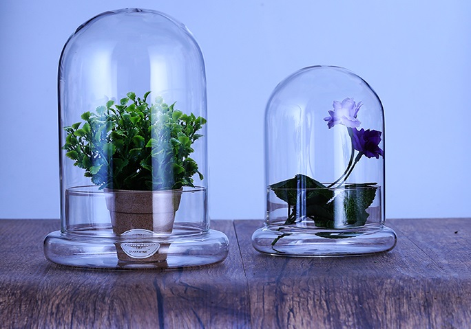 Cylinder Sphere Cloche Terrarium Glass Container 微景观玻璃罩 | Shopee Malaysia