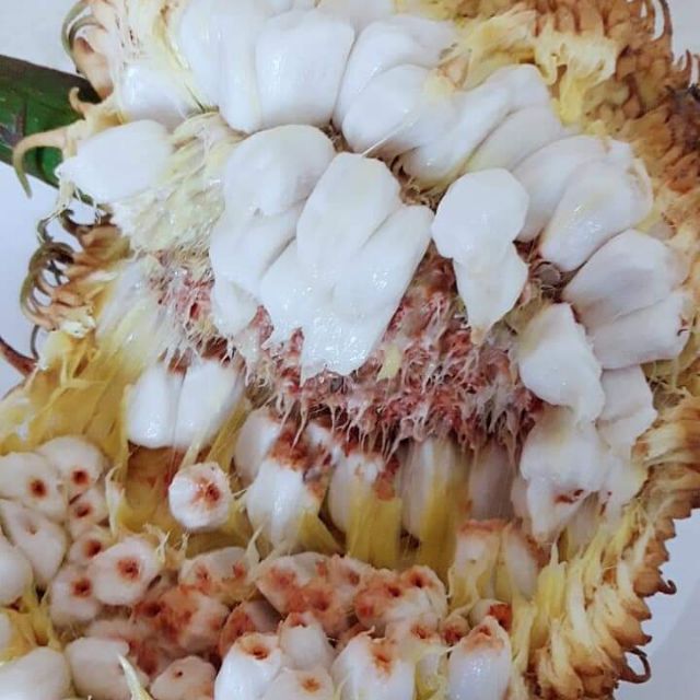 buah tarap hutan/ tagop/pedalai | Shopee Malaysia