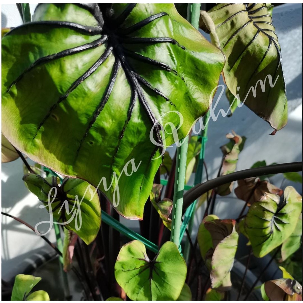 COLOCASIA PHAROAH MASK/ TOPENG FIRAUN | Shopee Malaysia