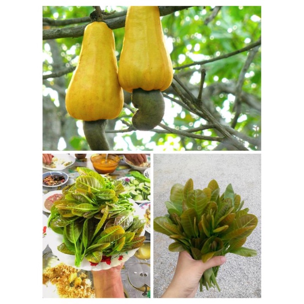 Pokok gajus (ulam ketereh) chasews murah | Shopee Malaysia