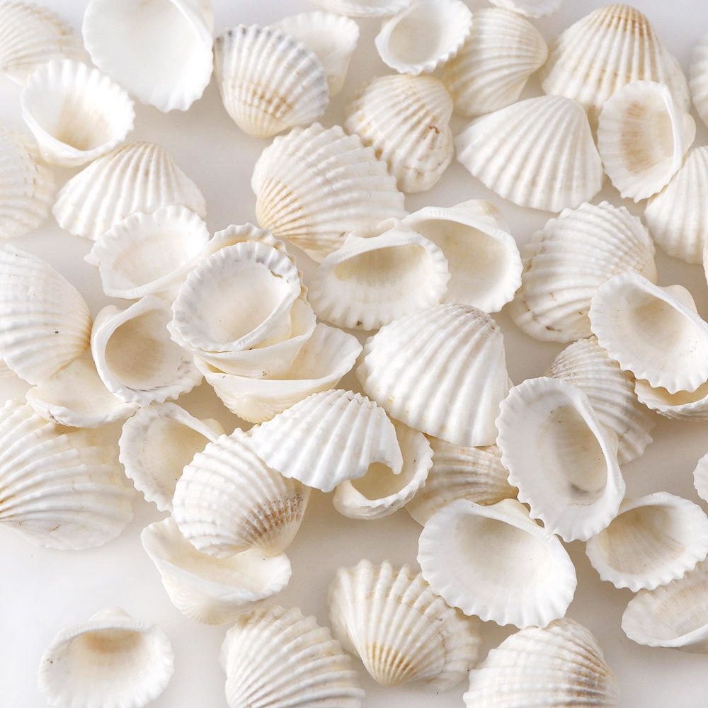 Natural White Ark Clams Ark Shell Clam Seashell DIY Resin Fillings ...