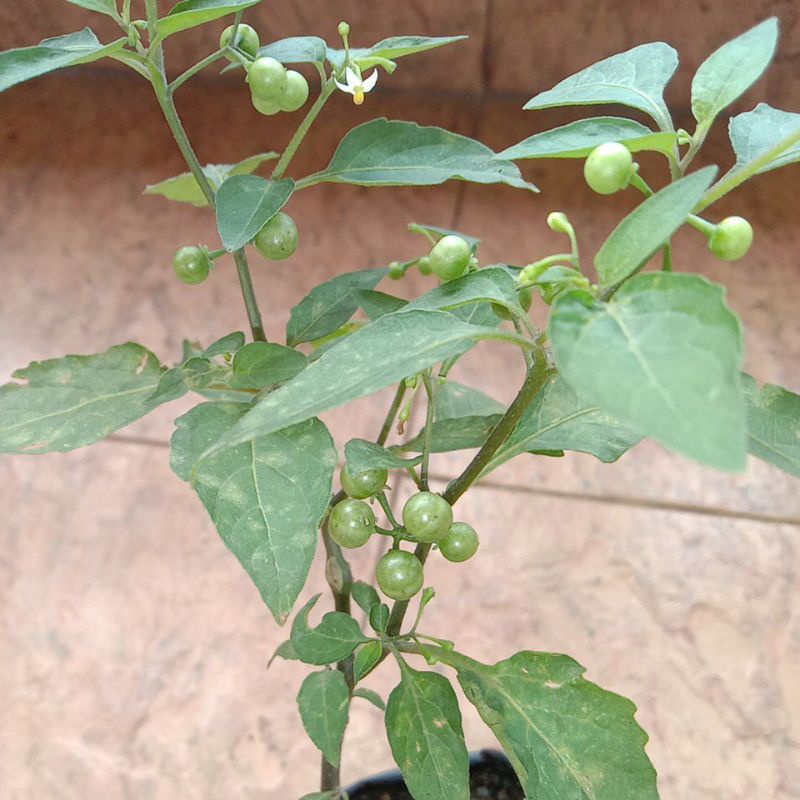 Pokok Ranti sayur dan ulam ulaman | Shopee Malaysia