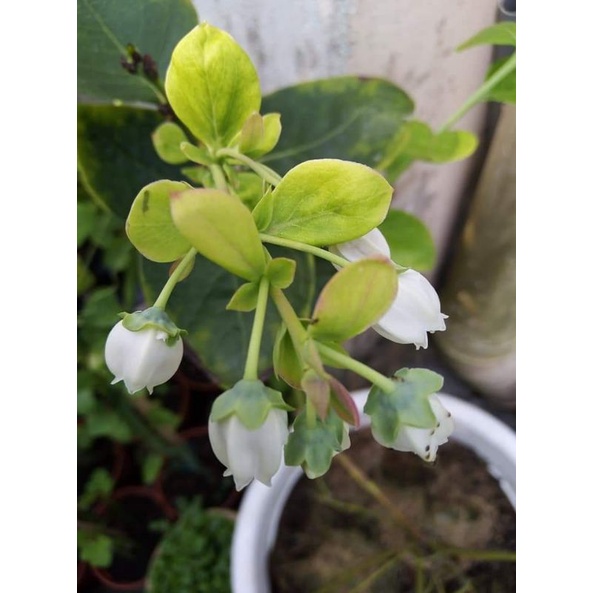 Anak pokok blueberry/variety sierra/blueberries/sierra blueberry ...