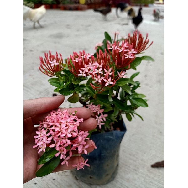 [Paling Horticulture] Ixora in Polybag 仙丹花 - Pokok Bunga Hiasan Outdoor ...