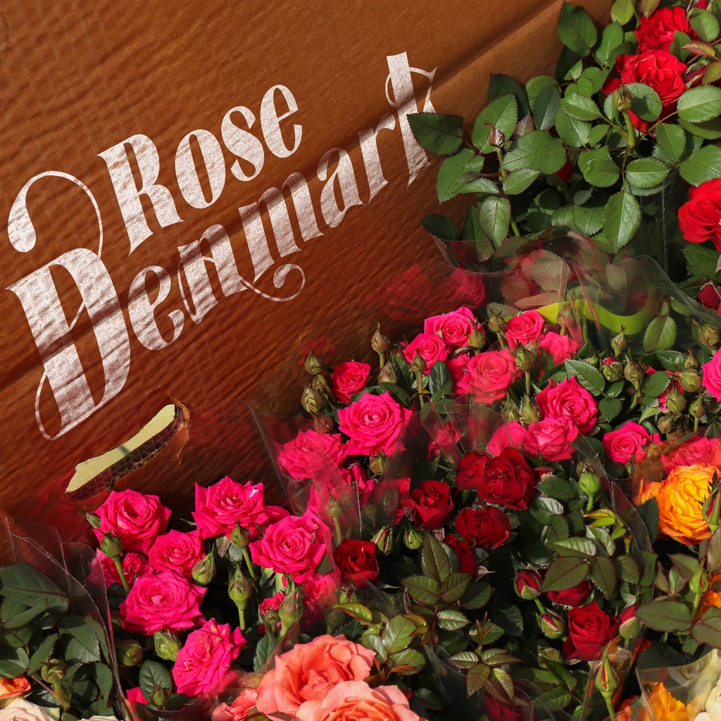 【UnclePot】Cameron Rose Pot Forever 玫瑰 (Live plants)(Denmark Branded ...