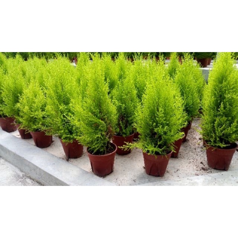 Anak Pokok Ru bau lemon Anak Pokok Rhu Matang Live Pot Plant Pokok ...