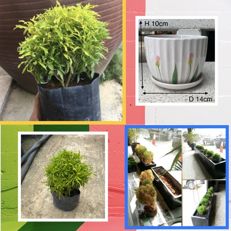 PLANT - POKOK TONG MAS - OUT DOOR PLANT | Shopee Malaysia