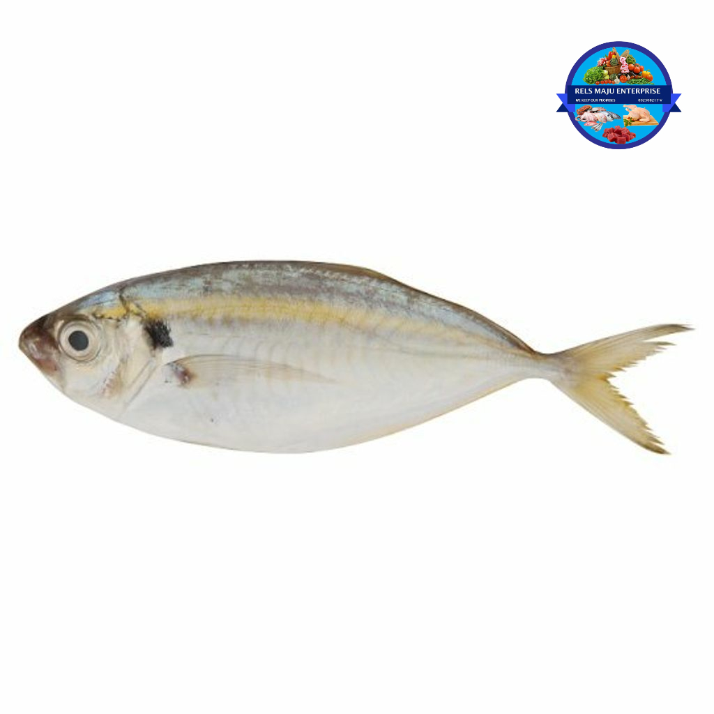 IKAN SELAR SEJUK BEKU / FROZEN YELLOW TAIL SCAD (2 - 5 PCS) | Shopee ...