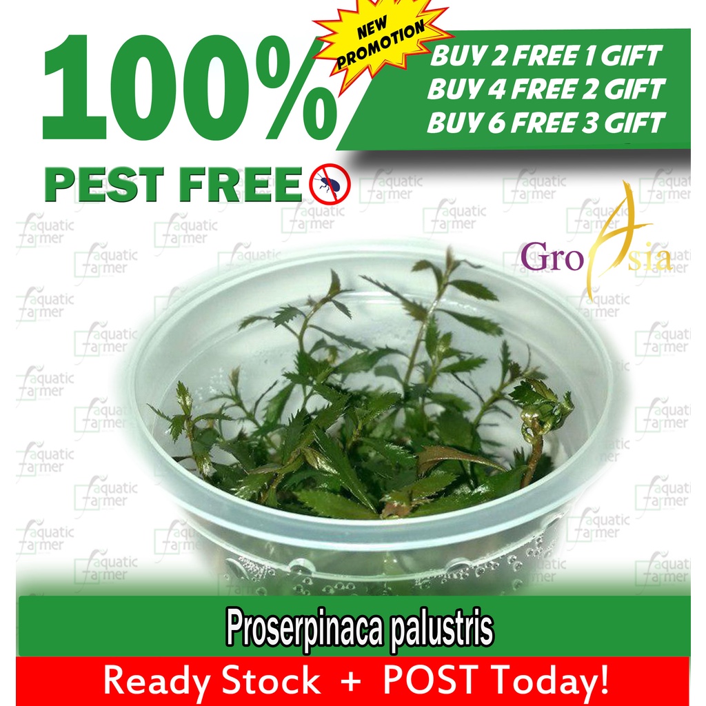 Proserpinaca palustris -Tissue Culture- (Aquatic Plant) Buy 2 Free 1 ...