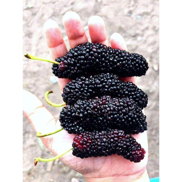 Pokok Mulberry Aus -Turkish / Austurk | Shopee Malaysia