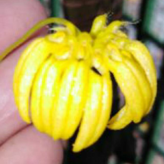 Orkid Bulbophyllum auratum kuning flava sp.. Rare.. KECIL tapi UNIK ...