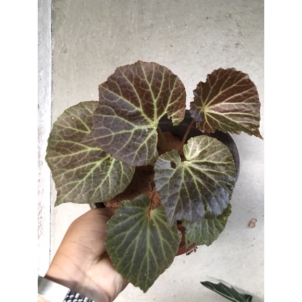 Begonia U514 - Pokok Asam batu - Indoor Outdoor Plant | Shopee Malaysia