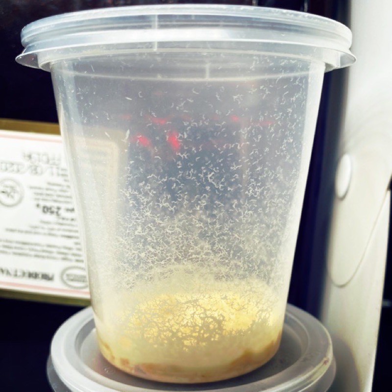 Microworm Starter Food For Small Size Fish Fry Betta etc (Micro Worm ...