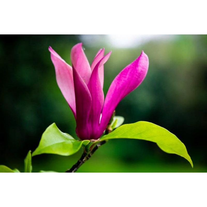 Pokok Bunga Cempaka Merah | Shopee Malaysia