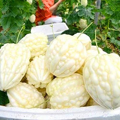 Benih Peria Apple Taiwan / Taiwan Apple Bitter Melon Seeds - Ready ...