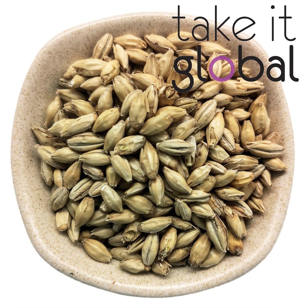 Light Pilsner Malt 皮尔森麦芽 2.5 - 4.0 EBC / Malted Grain - Wheat beer ...