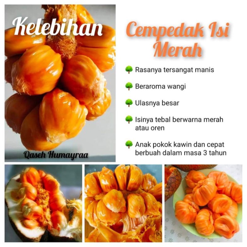 Cempedak Isi Merah dan Kelebihannya | Shopee Malaysia