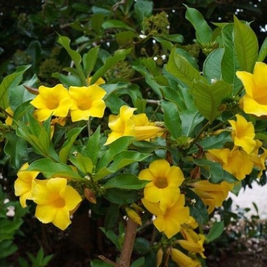 keratan allamanda (bunga loceng kuning ) | Shopee Malaysia
