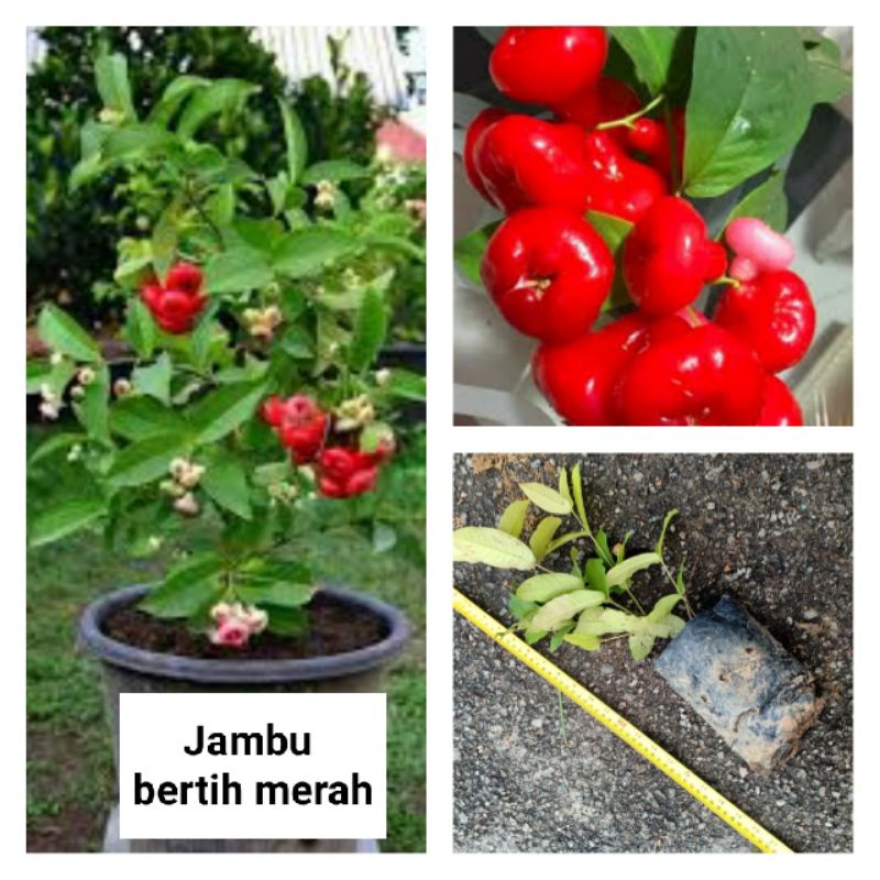 🌱🍎Anak pokok jambu bertih merah ( pokok matang ) Thailand viral ...