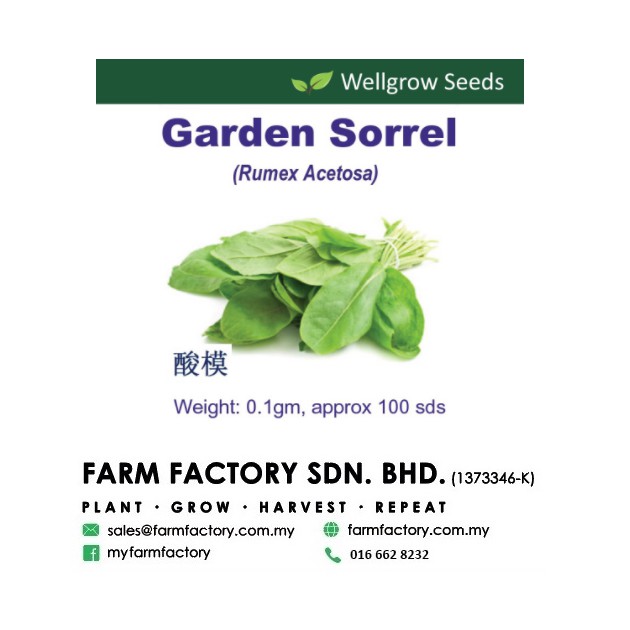 Wellgrow WHT Garden Sorrel (approx 100 seeds)| 酸模种子 （大约100粒） | Shopee ...