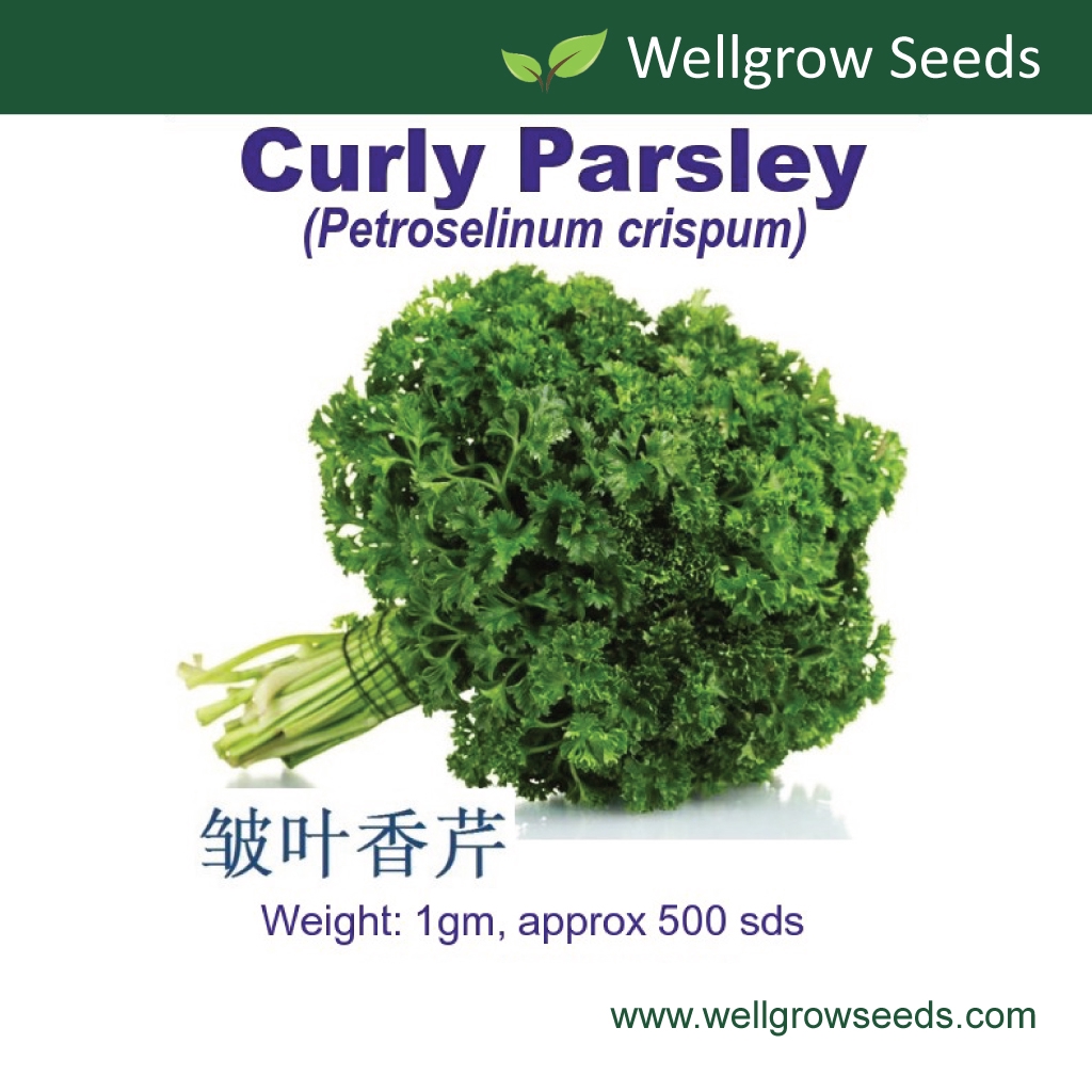 Curly Parsley Seeds (1gm, approx 500 sds) 皱叶香芹 Benih Daun Parsli Herb ...