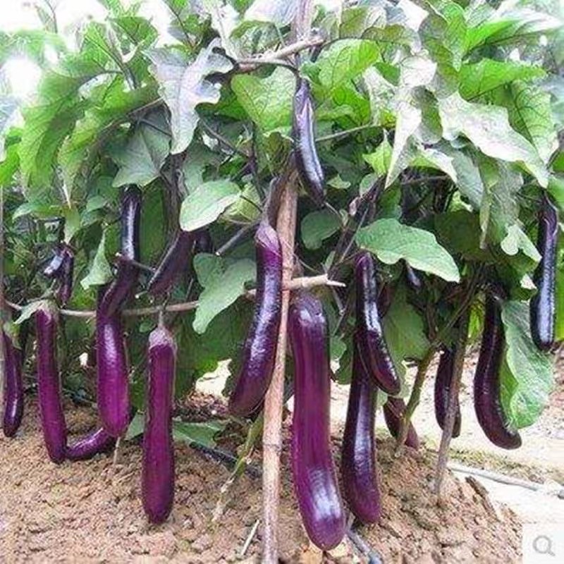Purple Long Eggplant seed / 25Biji Benih Terung Panjang Ungu /紫长茄子 ...
