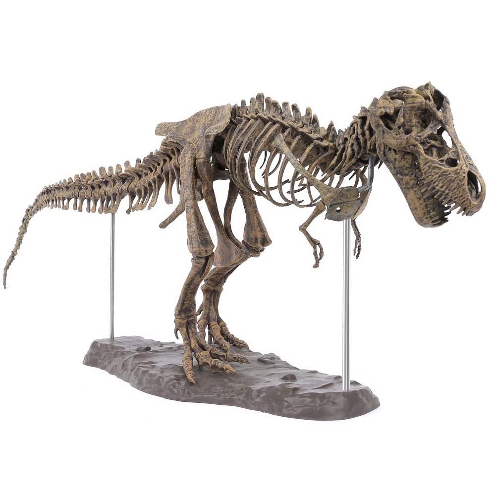 Realistic Tyrannosaurus Rex Skeleton 3D Build Up Puzzle - T-Rex ...