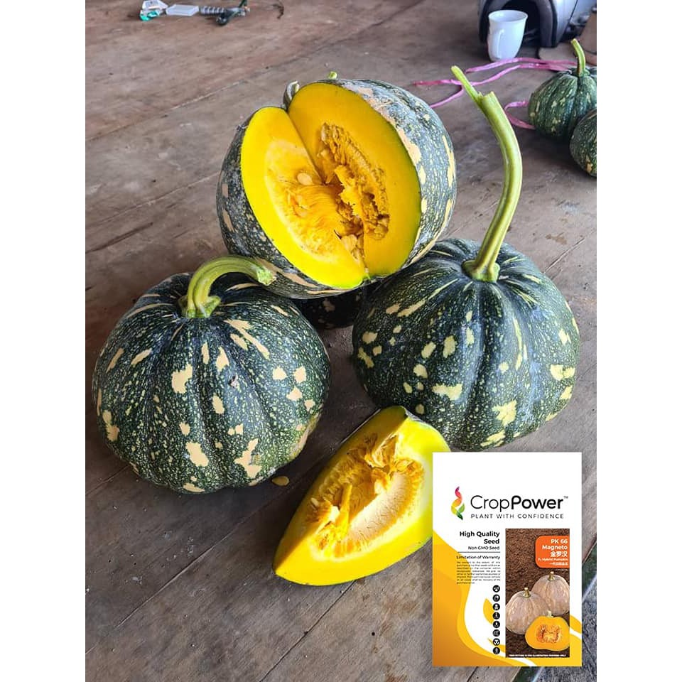 BIJI BENIH LABU MANIS MAGNETO F1/MAGNETO SWEET PUMPKIN SEEDS(7 SEEDS ...