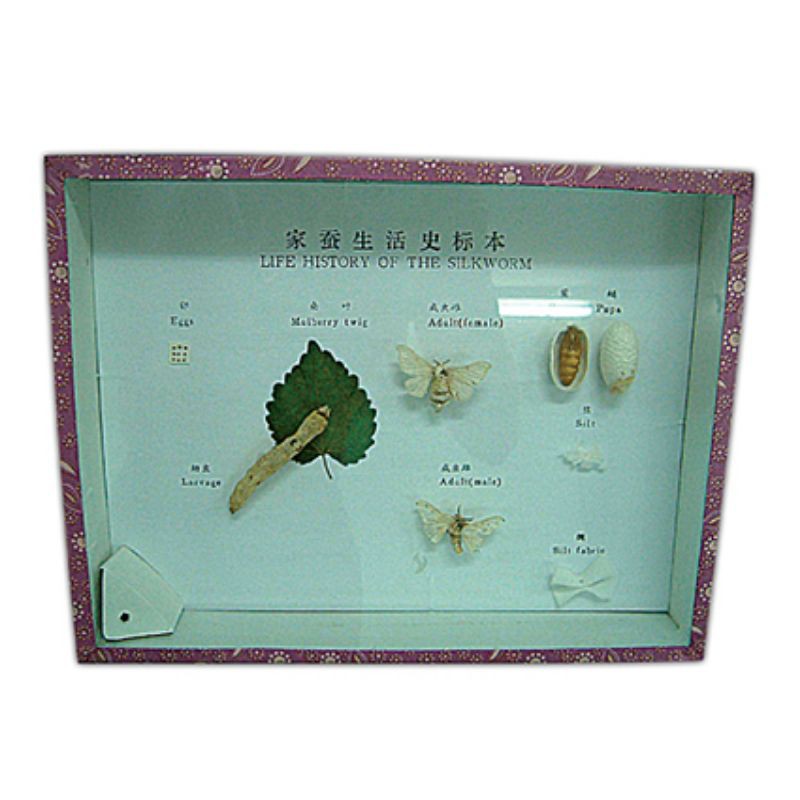 Life Cycle of Silk Worm Science Labs Laboratory Alat-alat Makmal ...