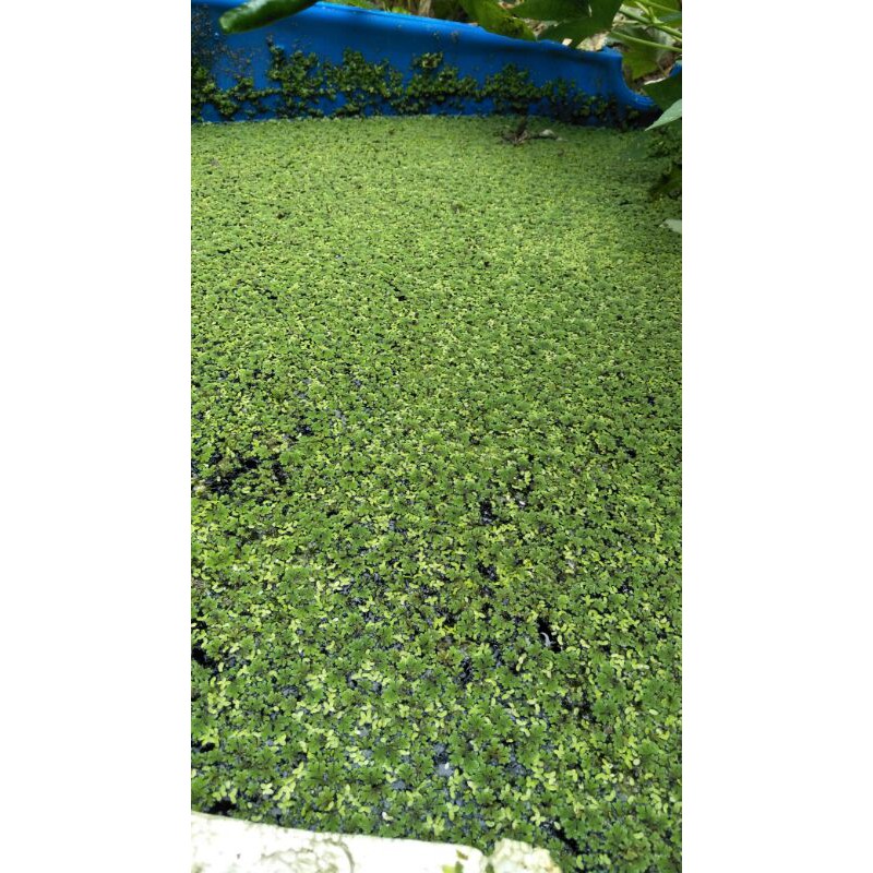 Azolla + Duckweed RM 5(100g) | Shopee Malaysia