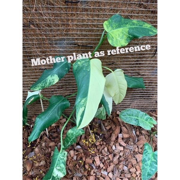 Philodendron domesticum ( reverted plants from variegated mother plants ...