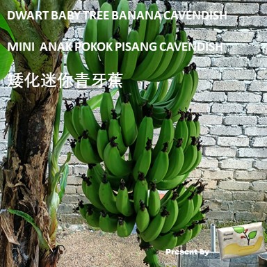 DWART BABY TREE BANANA CAVENDISH / MINI ANAK POKOK PISANG CAVENDISH ...