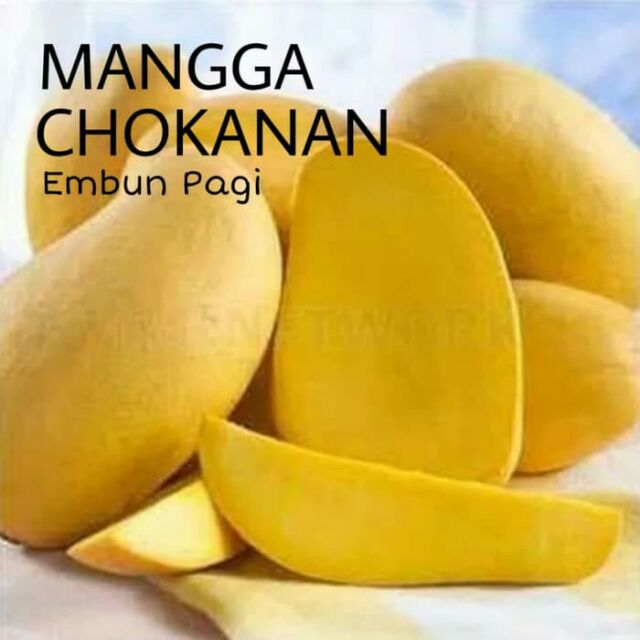 Anak Pokok Mangga : Chokanan hybrid ready stock | Shopee Malaysia