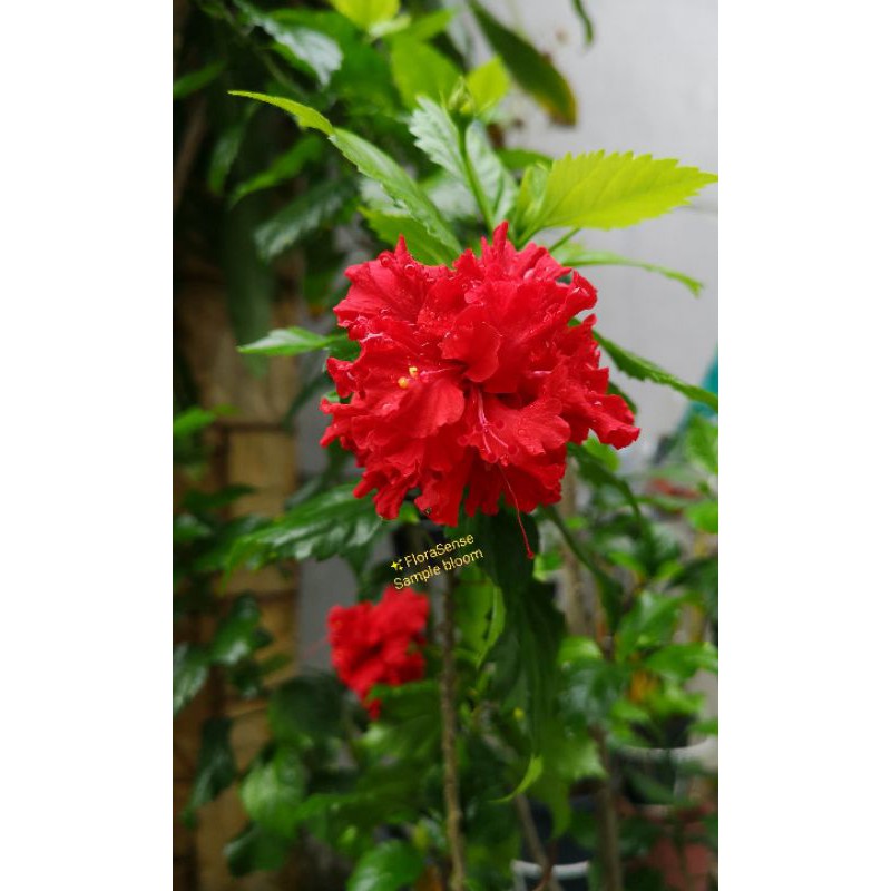 Hibiscus live plant (Pokok Bunga Raya) | Shopee Malaysia