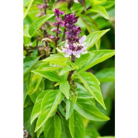 POKOK “THAI BASIL” 🇹🇭 Siam Queen 🌿 Thai Holy Basil • Tanpanya “Pad Kra ...