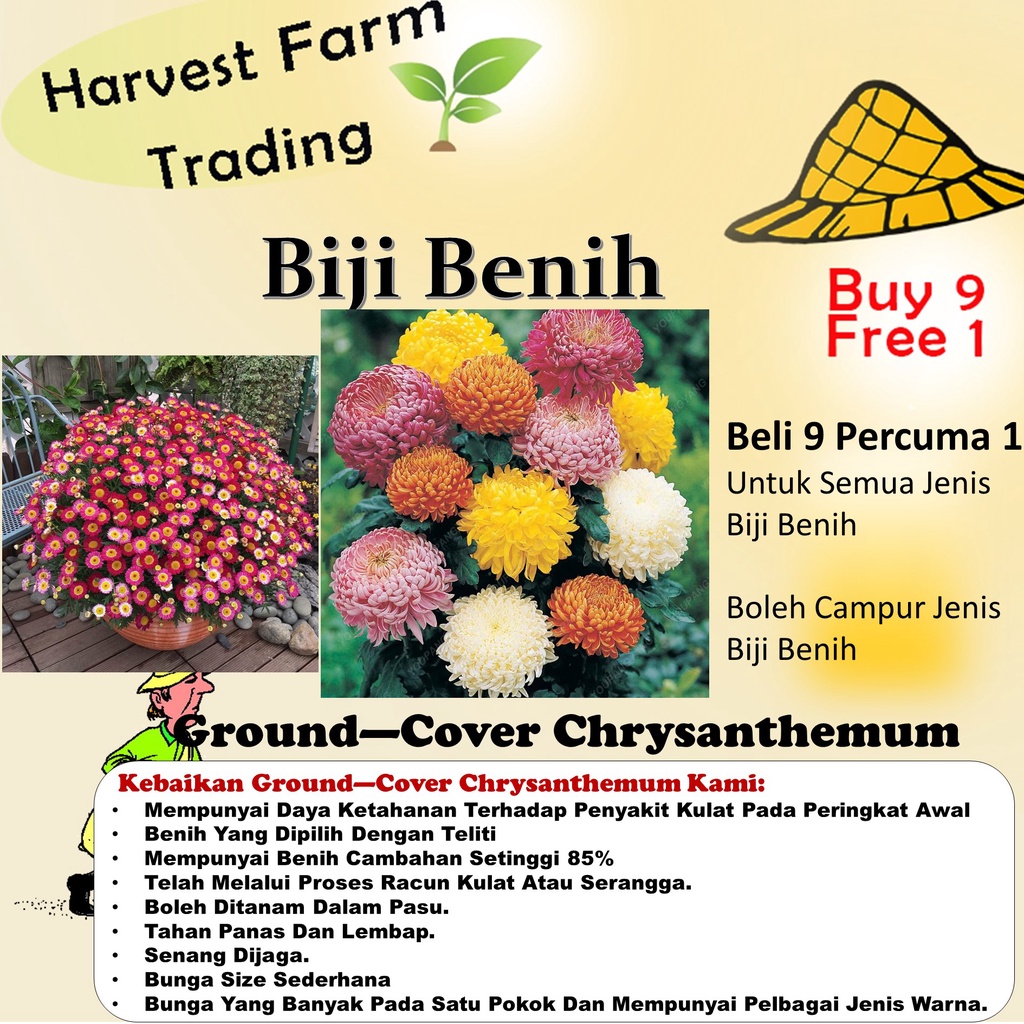 Biji Benih Ground—Cover Chrysanthemum flower seed bunga daisy dahlia ...