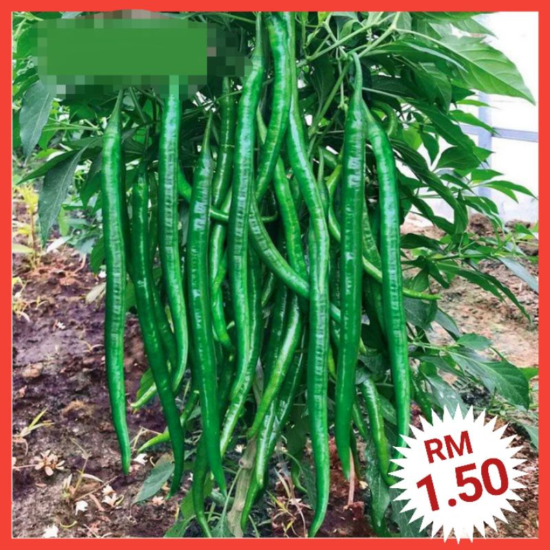 C3 Biji Benih Lada Cili Panjang Pedas（60+/-） Long Spicy Pepper Chili ...