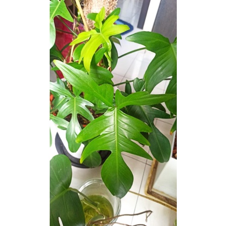 Philodendron Rudolph | Shopee Malaysia