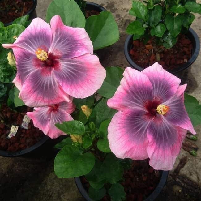 Anak Pokok Bunga Raya/Hibiscus Hibrid/Hybrid Impot Season 4 | Shopee ...