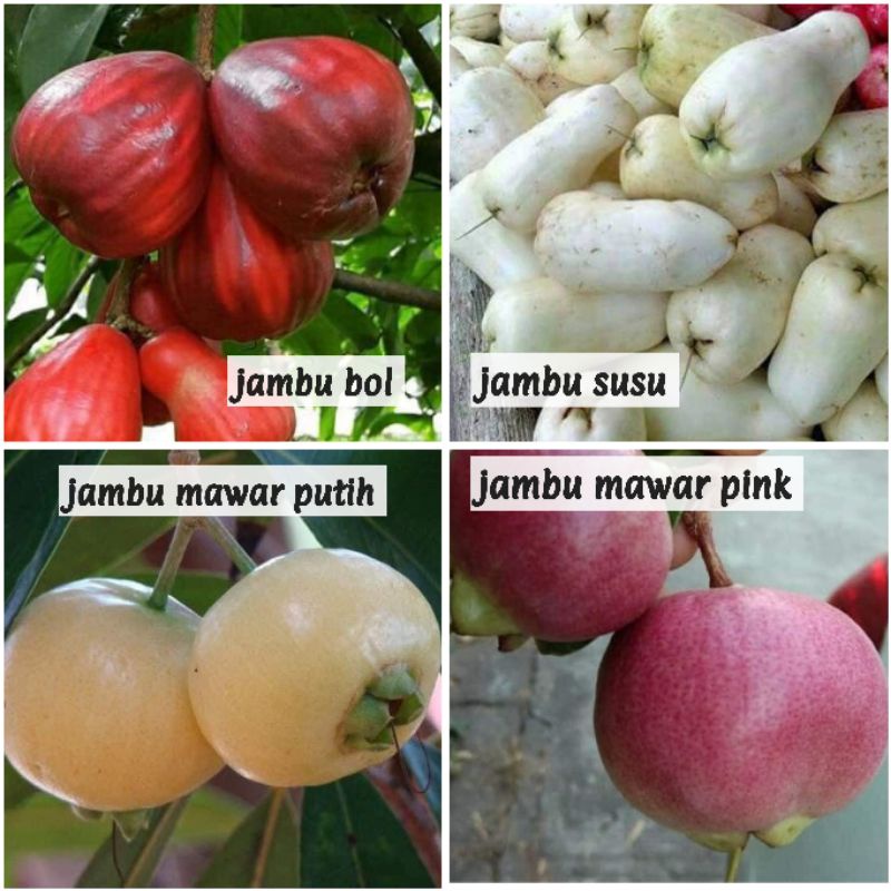 Pokok Jambu Bol Susu Mawar putih pink pokok nadir Ungu Purple Guava ...