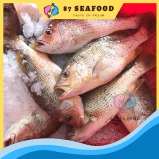 Buy ikan jenahak Online With Best Price, Aug 2024 | Shopee Malaysia