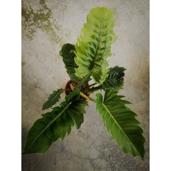 POKOK INDUK MOTHER PLANT KEMOYANG HIJAU RED STEM HITAM EMERALD GREEN ...
