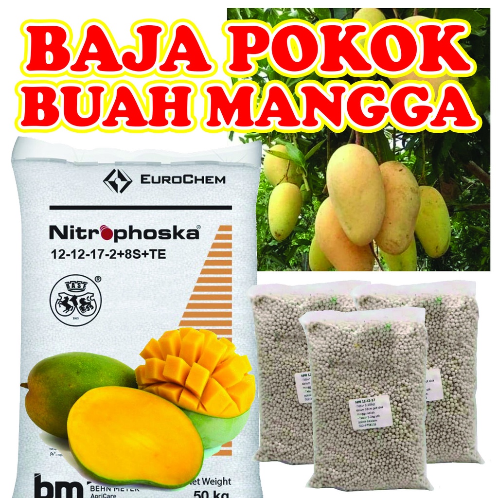 Baja Pokok Buah Mangga Mempelam Khas Untuk Cepat Berbunga Berbuah Lebat ...