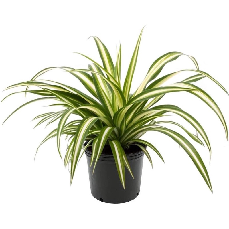 Pokok Spider / pokok buang anak / Spider Plant | Shopee Malaysia