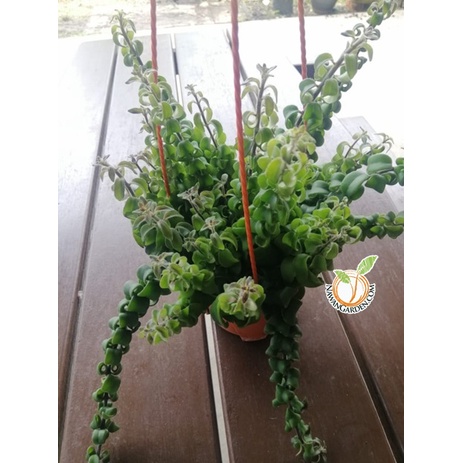 [Hanging Flower] Family of Aeschynanthus Bunga LIPSTICK with hanging ...
