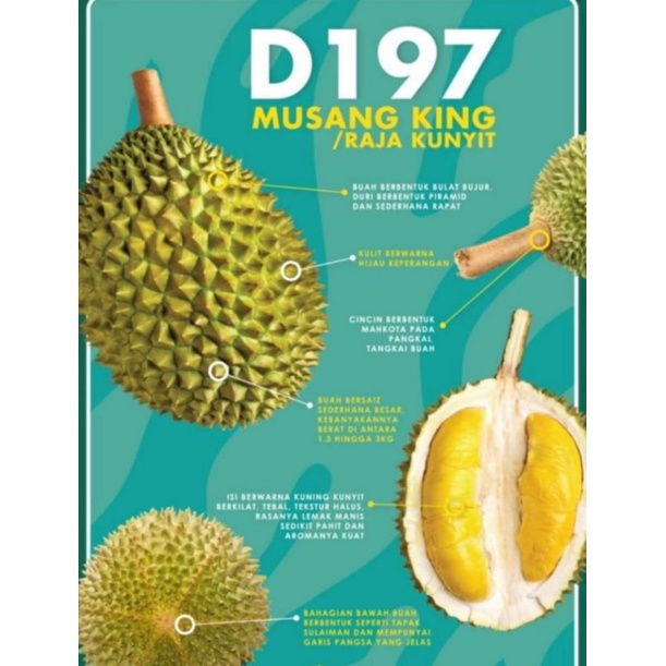 Anak pokok durian musang king(D197)榴莲树苗 | Shopee Malaysia